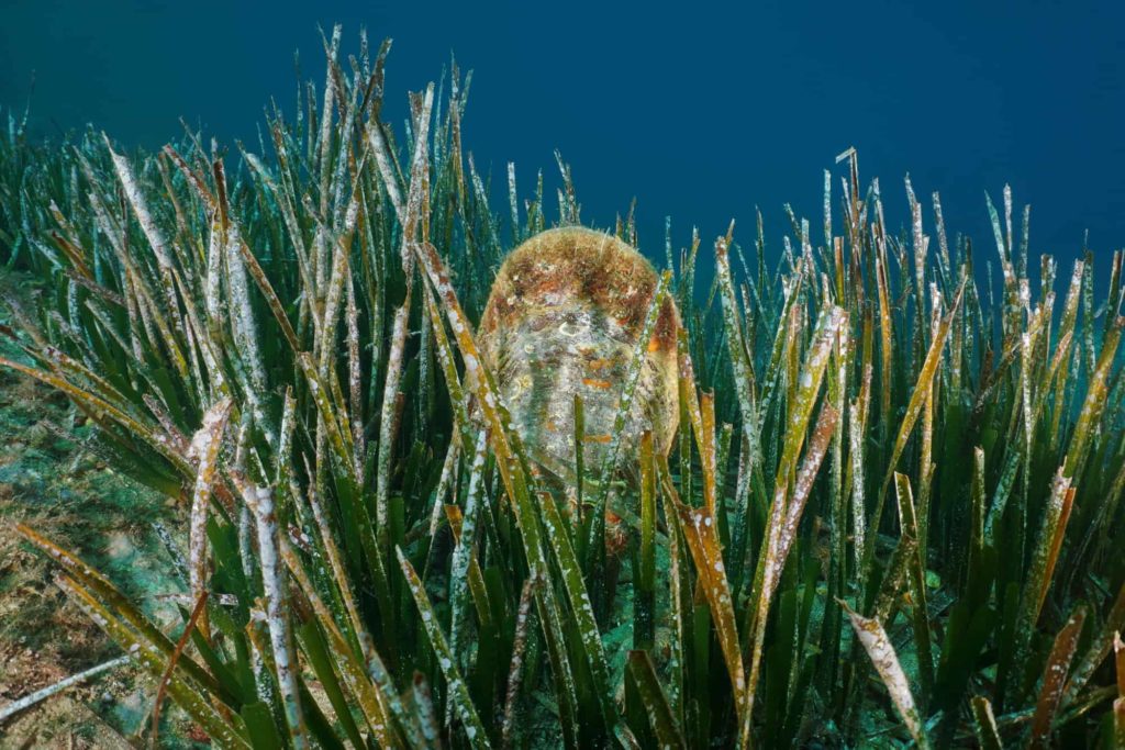 The species - LIFE Pinna