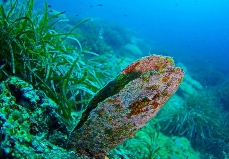 Media - Press Review - LIFE Pinna