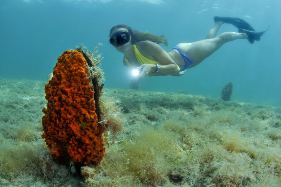 Who finds Pinna nobilis finds a treasure! - LIFE Pinna