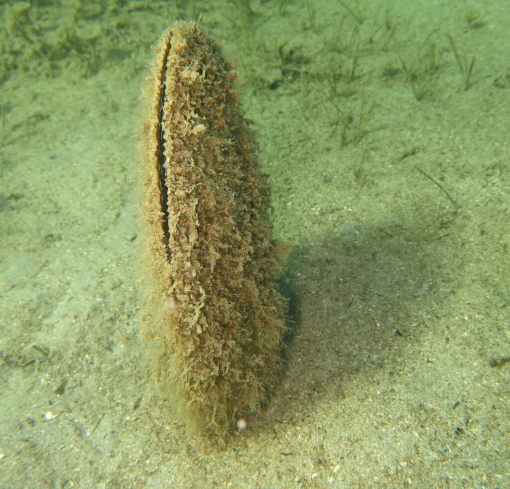 Citizen Science - LIFE Pinna