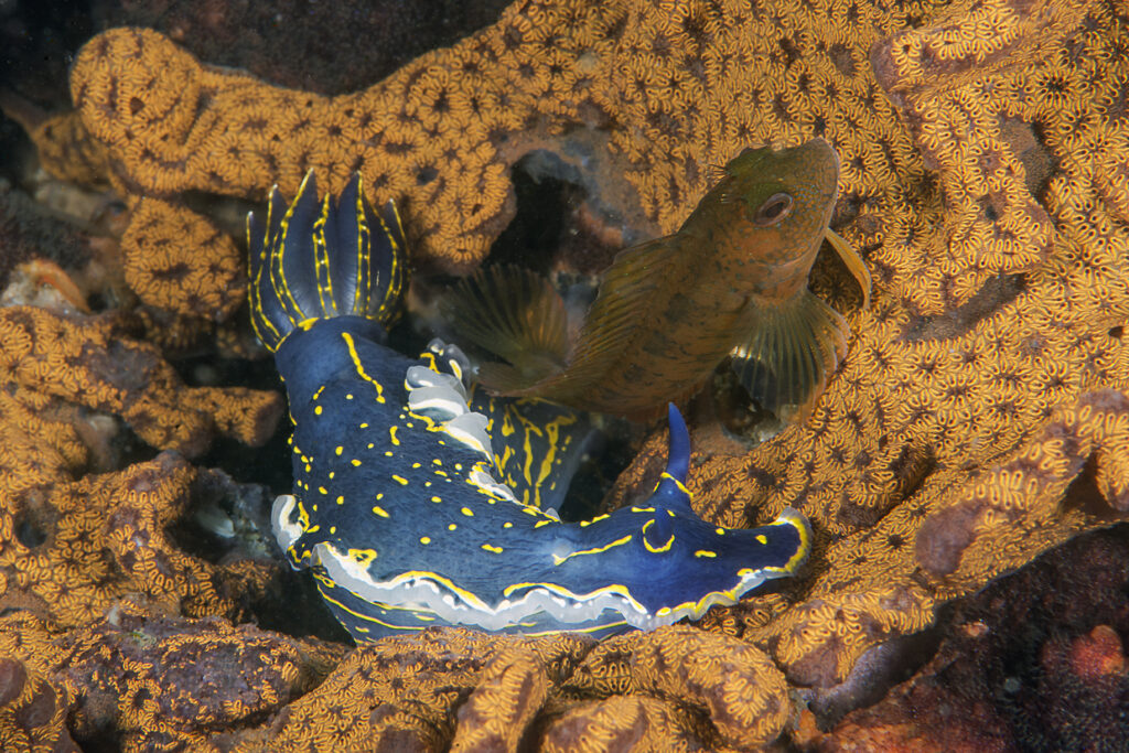 Life among the reef 2024 - The winning shots - LIFE Pinna